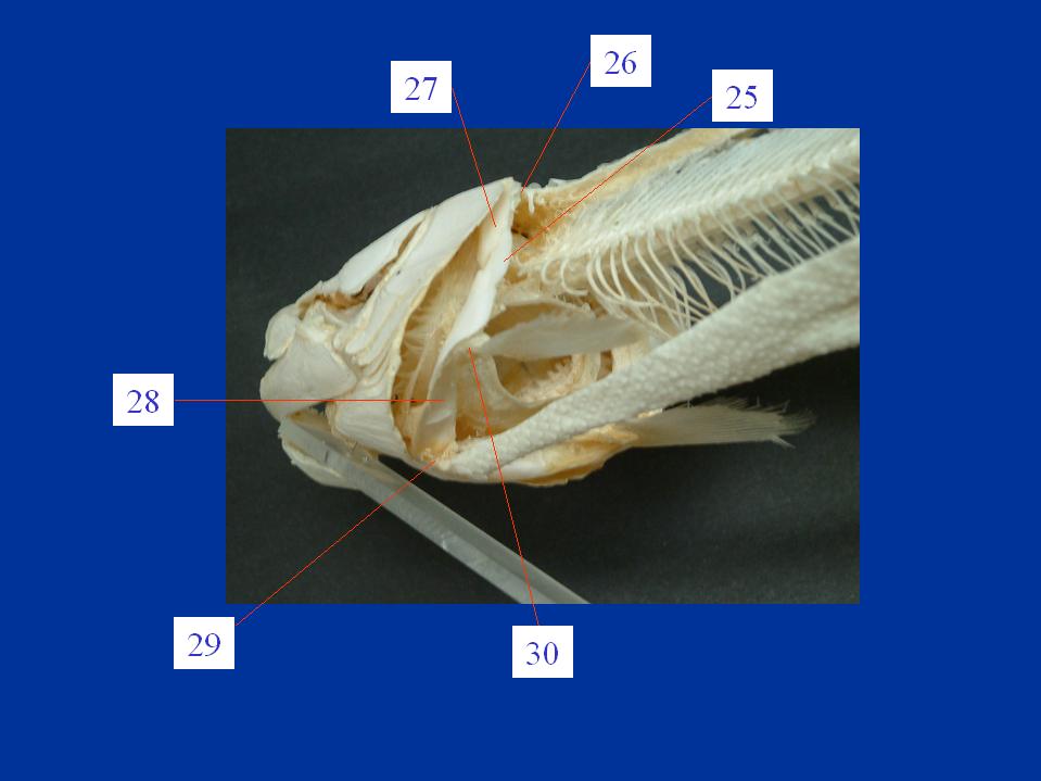 Pectoral Girdle